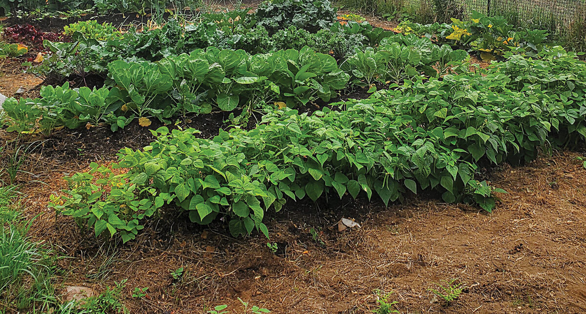 Average Vegetable Yield Per Plant